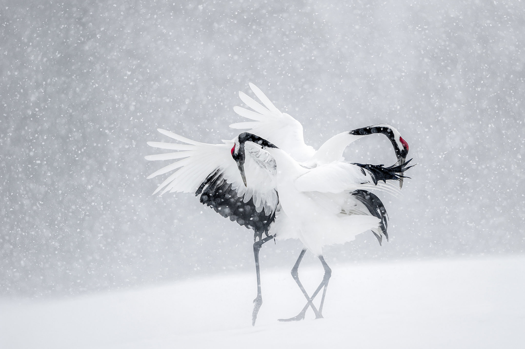 La beauté sauvage de Vincent Munier Vincent Munier Festival photo Visa ...
